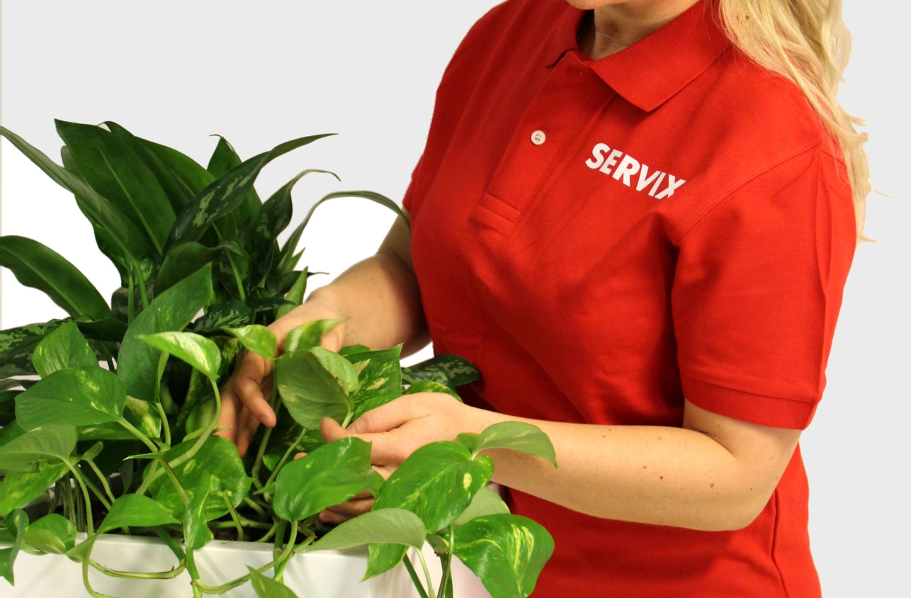 Hva er planteservice og hvordan fungerer det - Servix Plantedekor